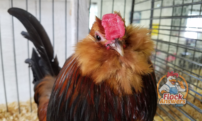 Chick Nutrition - Start to Finish - Backyard Poultry